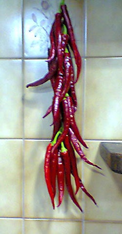 La semilla de guindilla | En la huerta