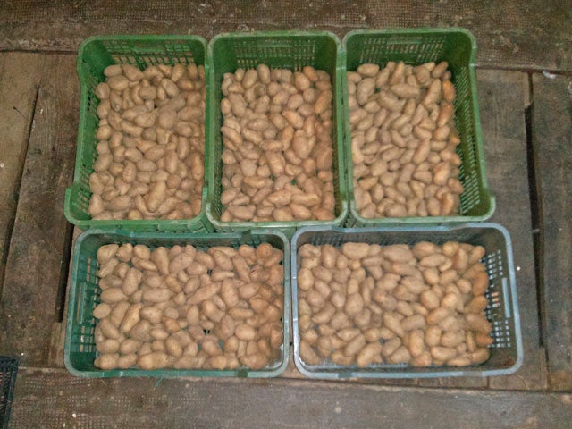 La patata ‘Spunta’ | En la huerta