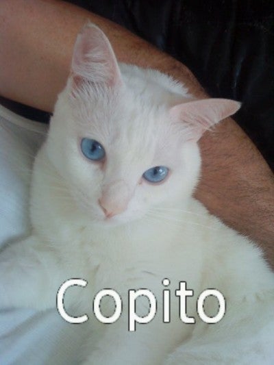 Copito, gato perdido en Bilbao | Uno más en la familia