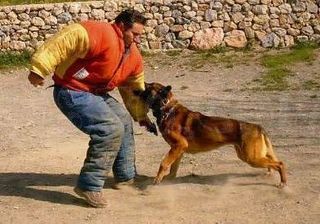 Perros de defensa | Uno más en la familia