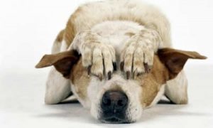 Las fobias en los perros (II) | Uno más en la familia