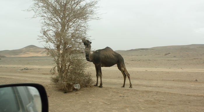 El escarabajo que vio llover en el desierto | Gasolina, agua y arena