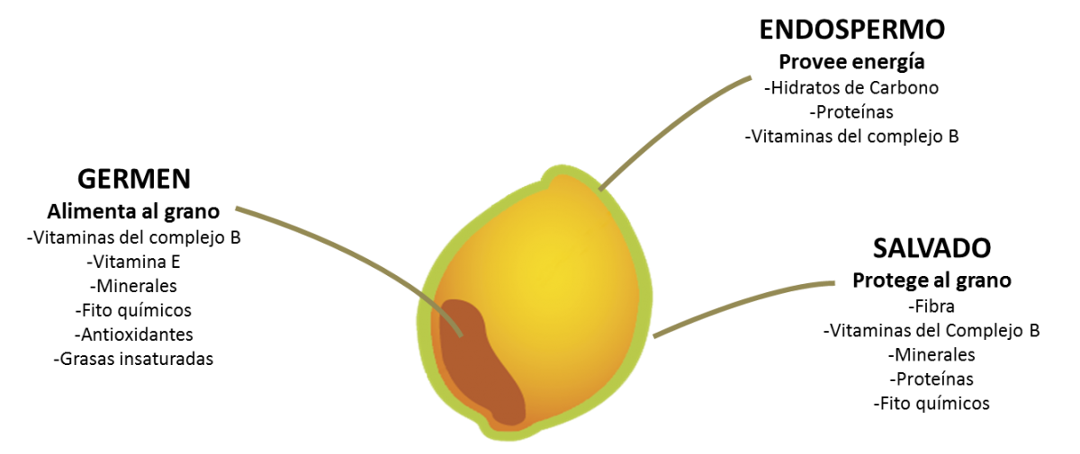 El mundo de los cereales. Parte 1 | Nutrición y cocina saludable